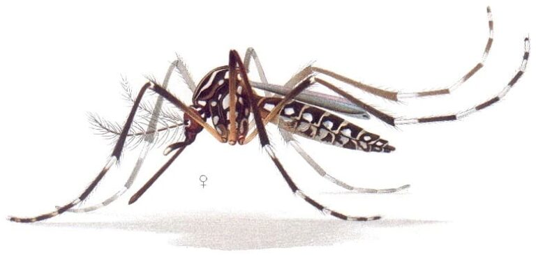 Natural Mosquito Predators: What Animals Eat Mosquitoes?