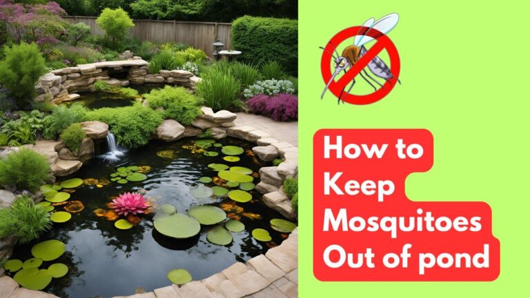 How to Keep Mosquitoes Out of Pond