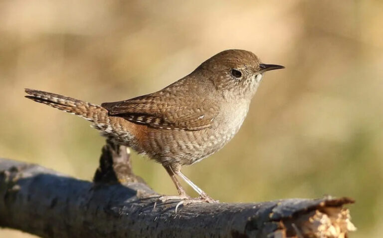 Mosquito Eating Birds: 22+ Birds that Eat Mosquitoes - MosquiTalk