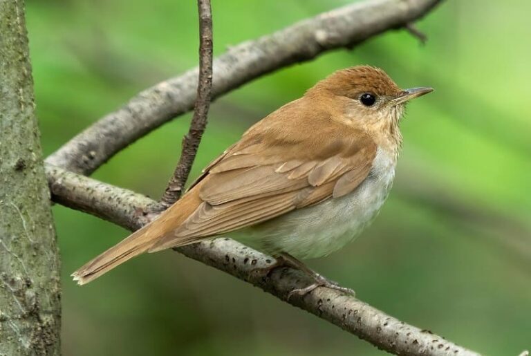Mosquito Eating Birds: 22+ Birds that Eat Mosquitoes