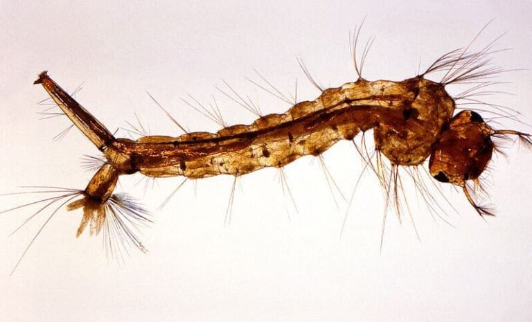 What does Mosquito Larvae look like in Water?