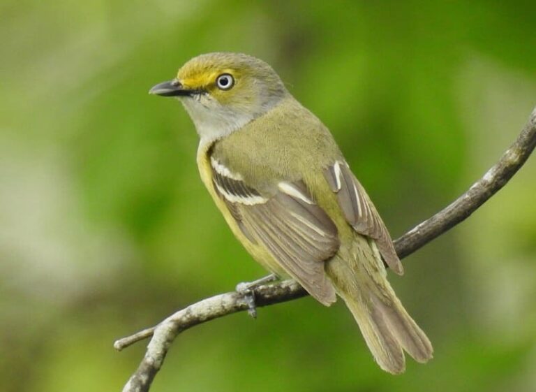 Mosquito Eating Birds: 22+ Birds that Eat Mosquitoes - MosquiTalk