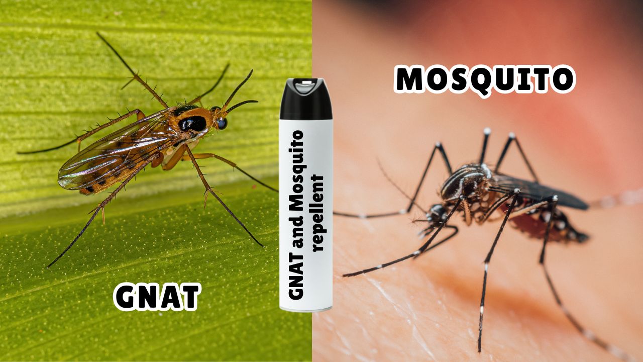 Natural Mosquito Predators: What Animals Eat Mosquitoes?